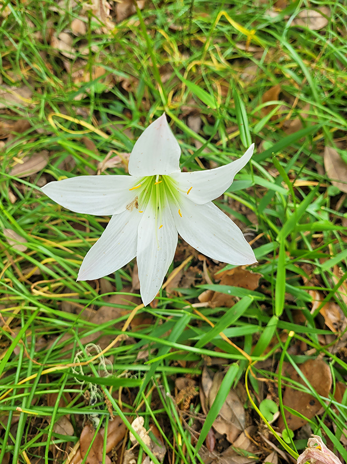Nature's confetti: delicate rain lilies dot the landscape. These ephemeral blooms appear after summer showers, a fleeting reward for observant hikers.