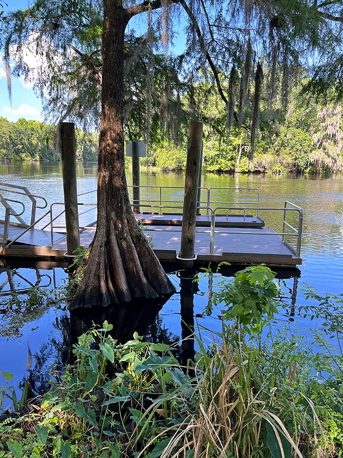 Cypress knees rise from the water like nature's own sculpture garden. This peaceful dock offers front-row seats to Florida's aquatic theater.