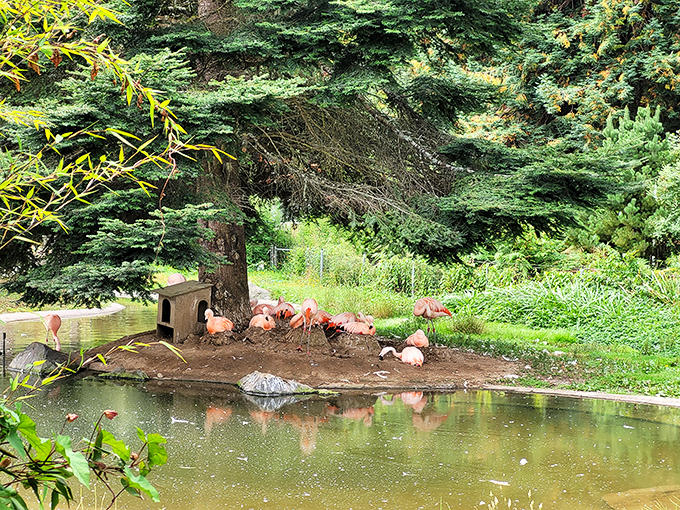 Flamingos bring a touch of tropical flair to Sequoia Park Zoo, where the animals seem as relaxed as the locals.