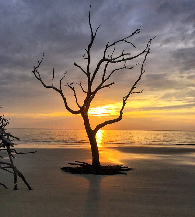 When the sun kisses the horizon just right, even a single tree becomes a work of art worthy of silent contemplation.