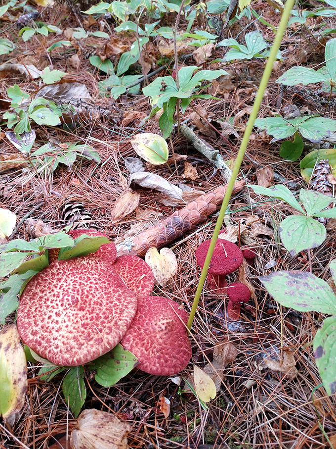 Fungus among us! These fascinating mushrooms, like little red flying saucers, have landed in Negwegon's forest to delight observant hikers.