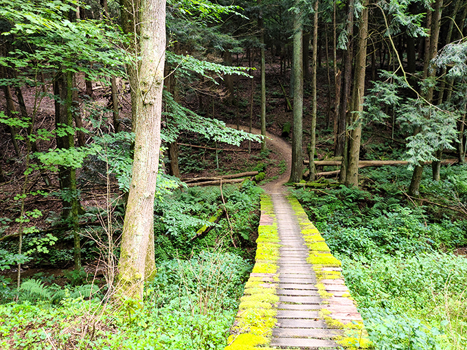 The boardwalk trail meanders through a hemlock forest like something from a fairy tale. Those yellow edges guide wanderers through nature's emerald cathedral.