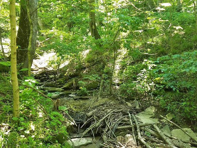 Nature's obstacle course. This woodland stream carves its determined path through rock and root, a reminder that persistence always wins.