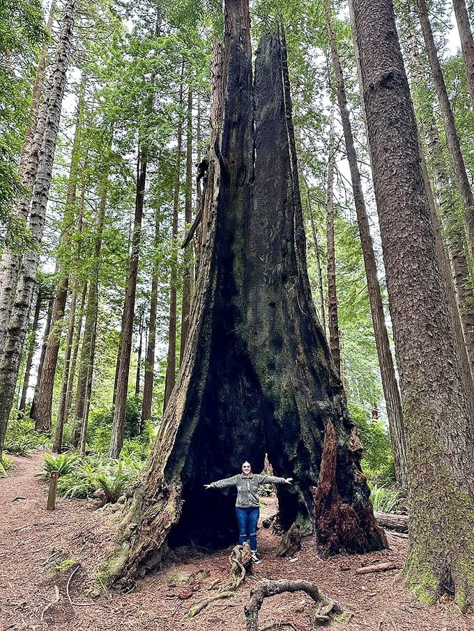 Standing inside ancient redwood trunks provides instant perspective. Your problems suddenly seem smaller when dwarfed by living history.
