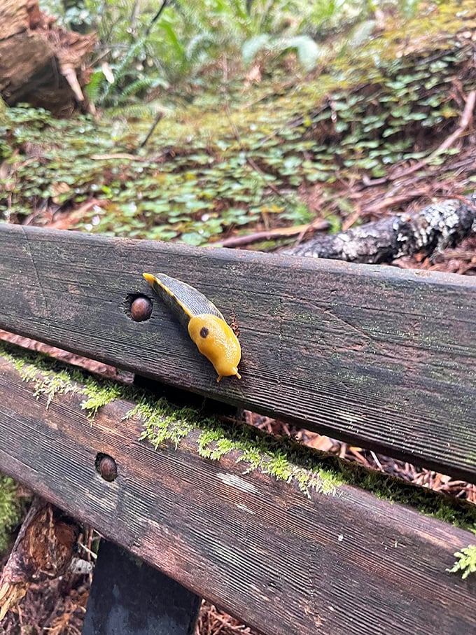 Even the banana slugs here seem to understand they're living in nature's cathedral. This little fellow is just taking it all in.