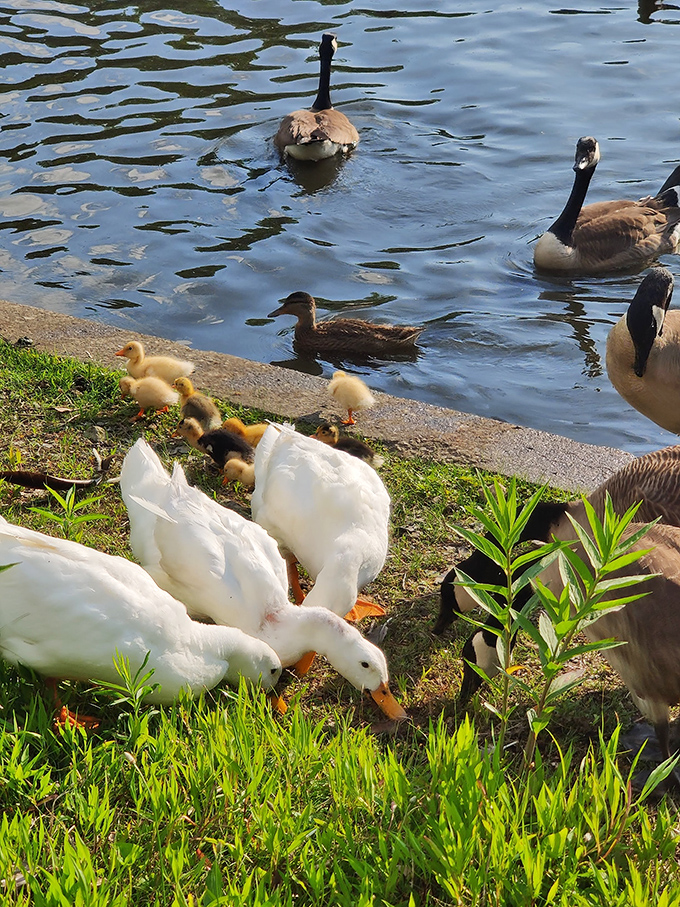 Waterfowl families create their own community by the pond. The ducks don't care about property values, but they've chosen prime real estate nonetheless.