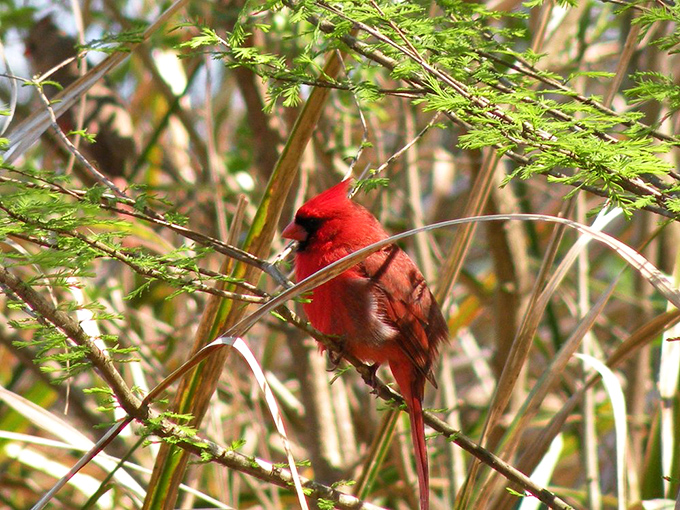 This cardinal didn't get the memo about Florida's dress code &ndash; showing up overdressed in brilliant red while everyone else is in casual green.