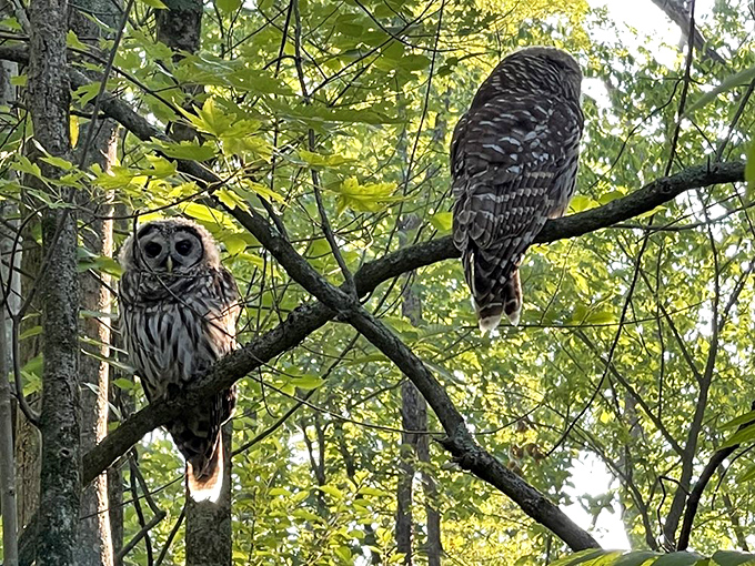 A pair of barred owls surveys their domain with unblinking intensity, reminding visitors who the real residents of Cedar Bog actually are.