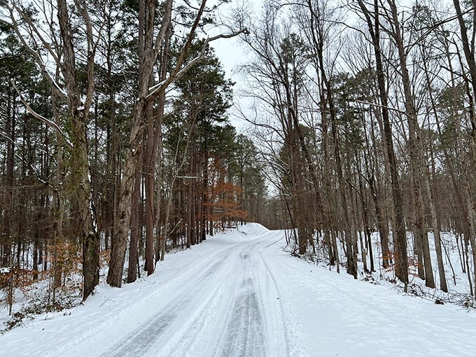 Winter transforms familiar paths into pristine wonderlands. The snow-covered road whispers promises of solitude and silence that busy lives rarely get to hear.