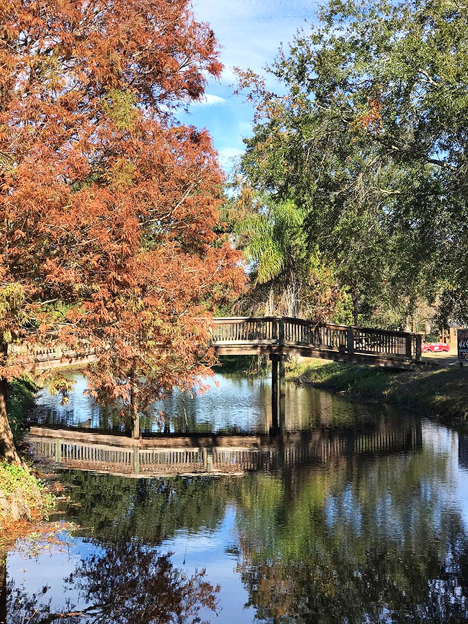 Autumn in Clermont brings a surprising splash of color, with cypress trees turning copper against emerald palms&mdash;a seasonal duet unique to Central Florida.