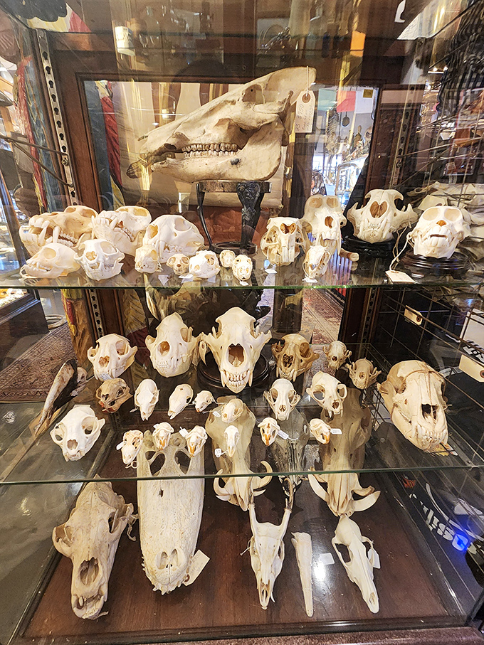 Nature's architecture revealed&mdash;these animal skulls showcase evolution's brilliant design work, transformed from macabre specimens into objects of scientific wonder and artistic appreciation.