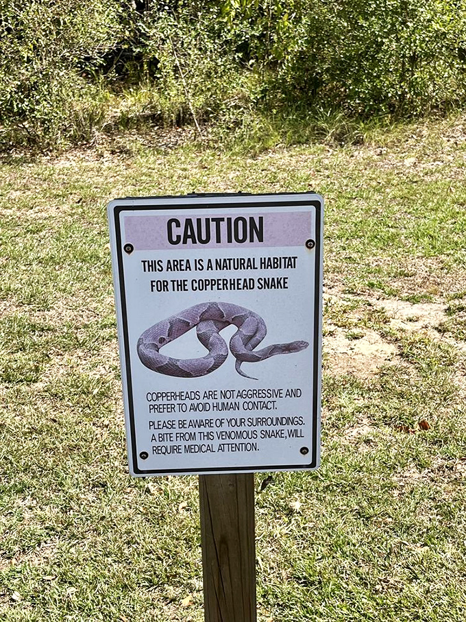 Florida's version of a welcome committee. Copperheads: not aggressive, but definitely not interested in becoming your vacation buddy.