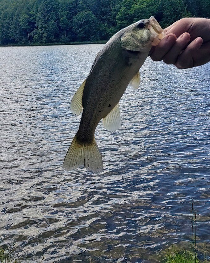 Just another day at the office, says this bass, clearly unimpressed with being the star of someone's fishing story for years to come.