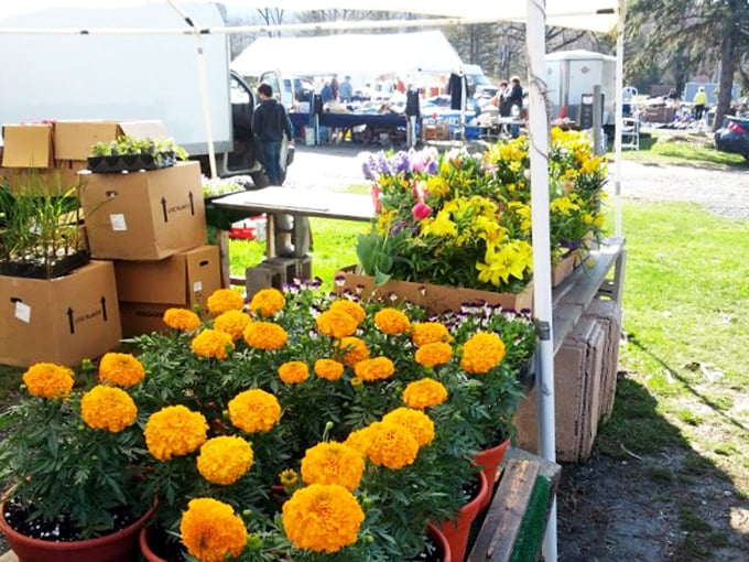 Spring arrives in bursts of marigold orange and sunshine yellow, as plant vendors transform their corner into a pocket-sized botanical garden.