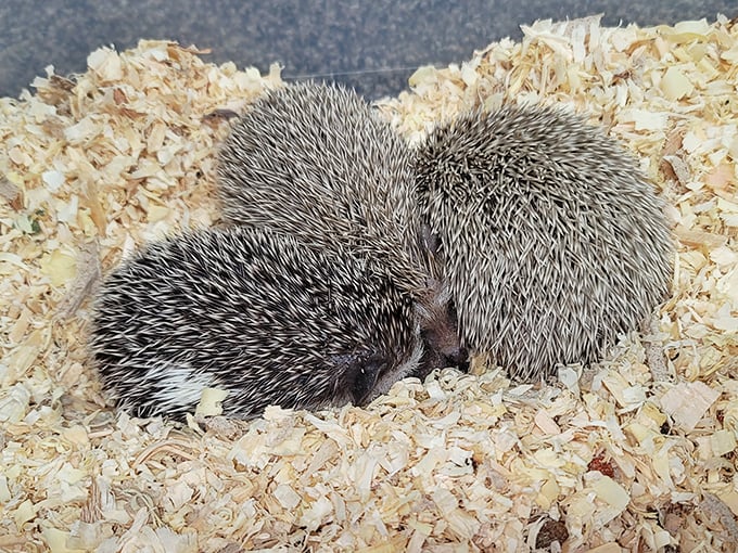 Spiky bundles of cuteness! These hedgehogs prove the Jockey Lot isn't just about vintage treasures&mdash;it's a place where unexpected animal encounters happen.