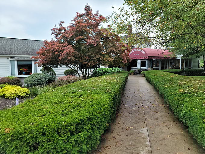 The path to chicken paradise is lined with neatly trimmed hedges&mdash;nature's way of saying "something special awaits."