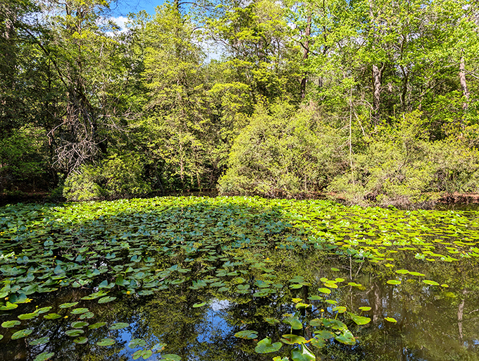 Lily pads transform the pond into a living Monet painting, where reality and reflection become delightfully blurred at the edges.