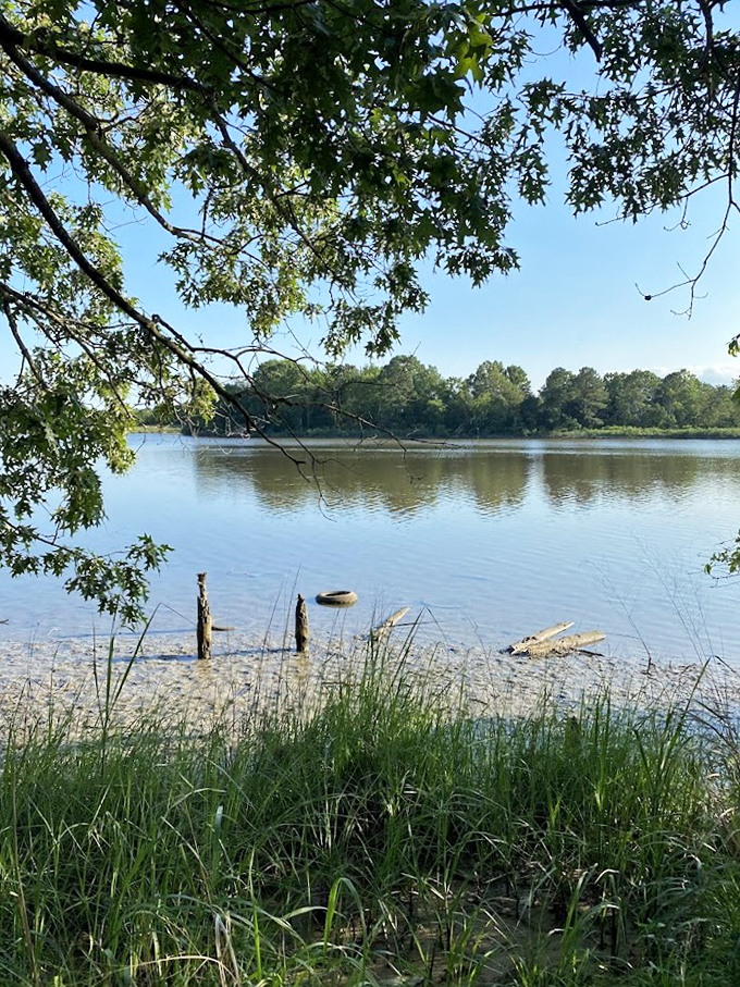 Summer's perfect stage: where grasses whisper secrets to the water and trees applaud with their leaves.