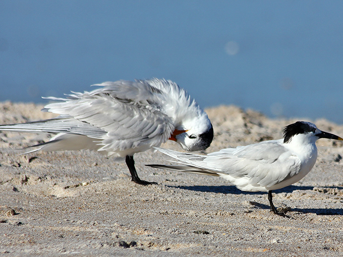 These royal terns perform their elegant beach ballet daily, unaware they're living the retirement dream of many human visitors.