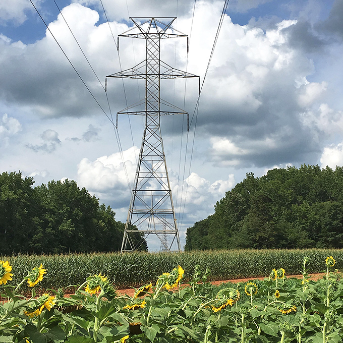 Industrial meets pastoral. The power line corridor creates a striking geometric contrast to the organic beauty of the surrounding fields.