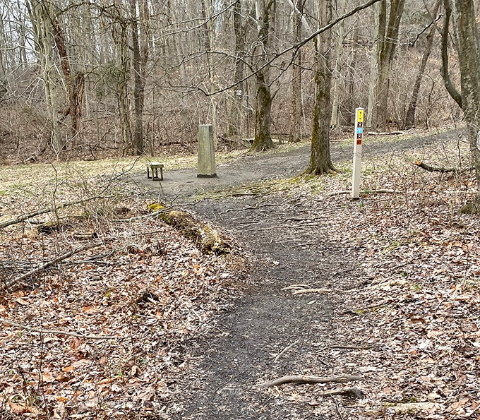 Trail markers stand sentinel in winter's bare woods, promising that spring's renewal is just a calendar page away.
