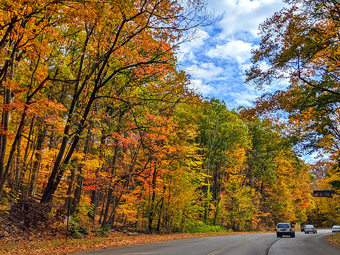 Fall foliage transforms Cleveland Heights streets into corridors of gold and crimson. Driving through feels like traveling through a tunnel of autumn fireworks.