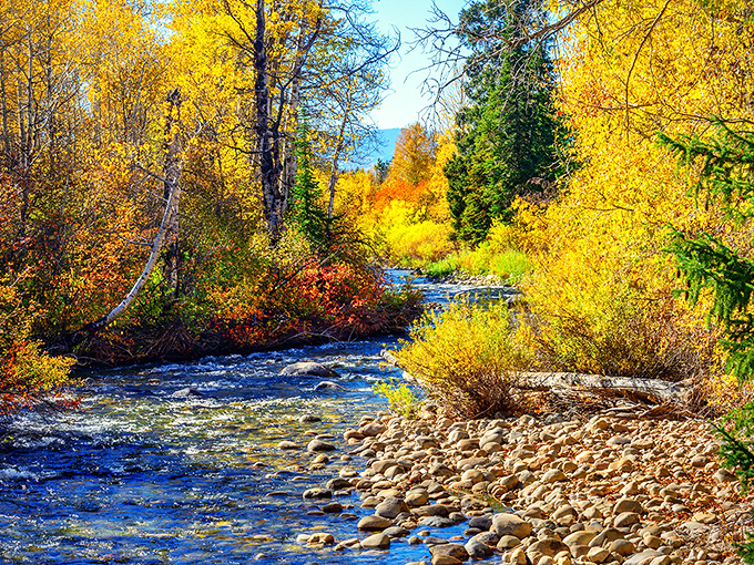 Autumn paints Teton Valley in impossible golds and crimsons, turning a simple creek into nature's masterpiece that no filter could improve.