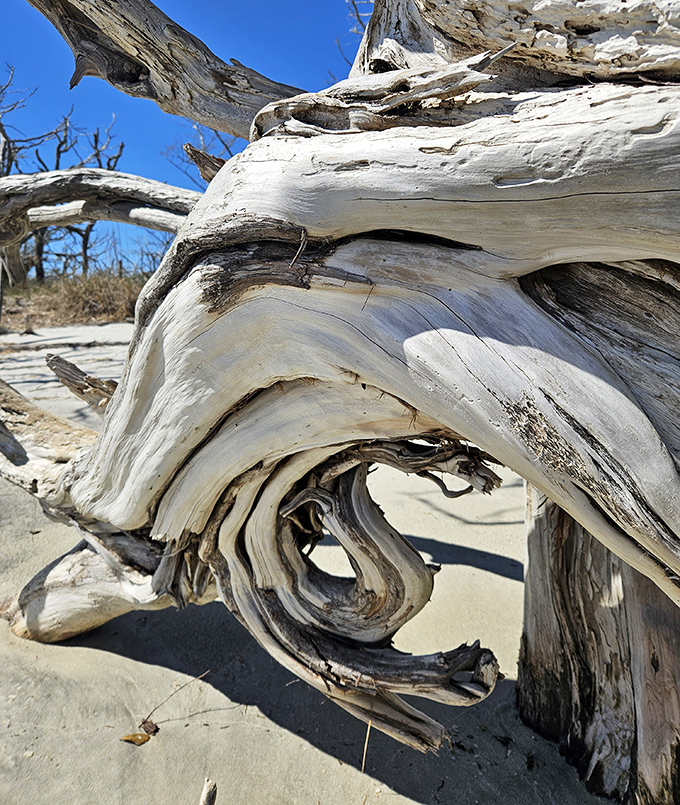Nature's perfect spiral &ndash; up close, the weathered wood reveals intricate patterns and textures that tell stories of time's patient artistry.