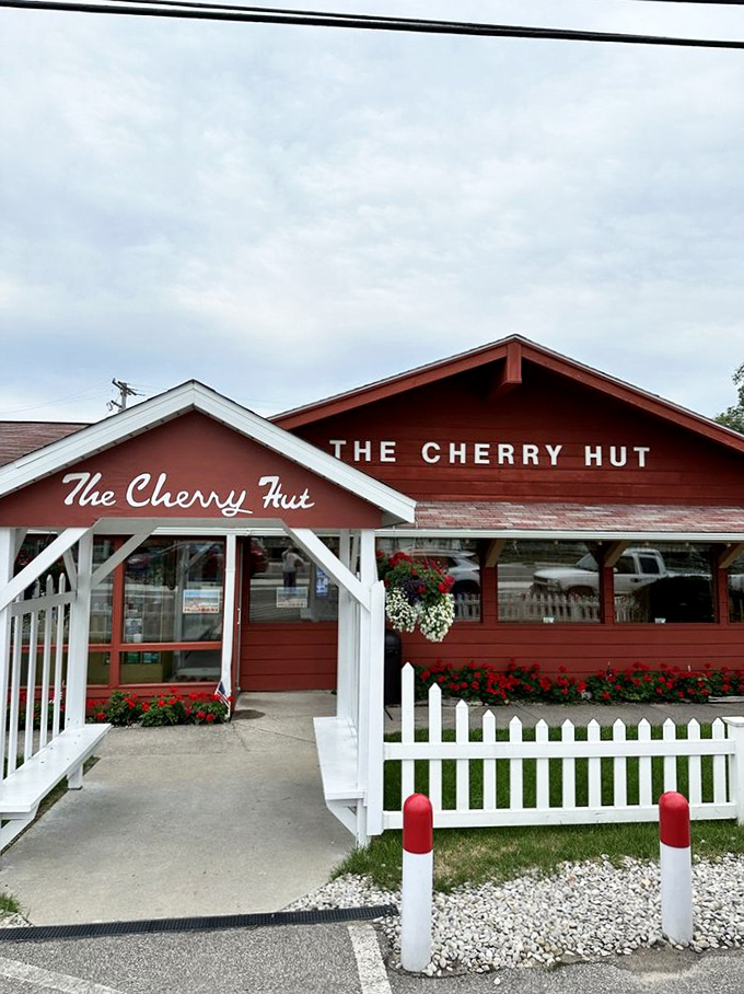 The entrance to cherry paradise. That white picket fence isn't keeping people out—it's barely containing the cherry enthusiasm from spilling onto the street.