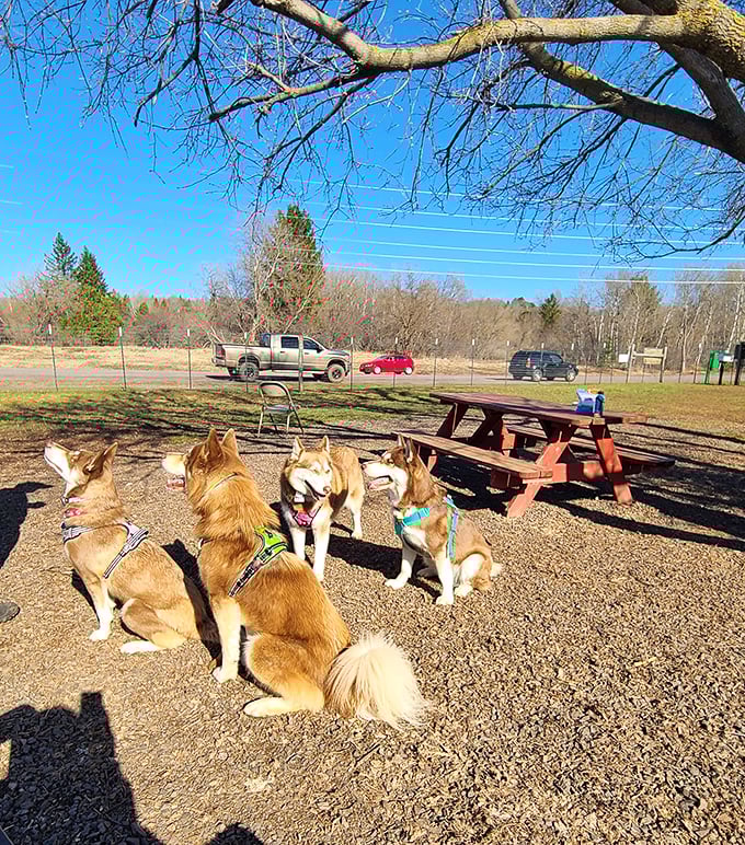 These happy huskies at Iron King Dog Park remind us that in Ironwood, even our four-legged friends know how to appreciate the good life.
