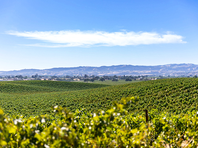Vineyard vistas that stretch to the horizon. J. Lohr's hillside plantings create a patchwork quilt of greens that produce reds worth writing home about.