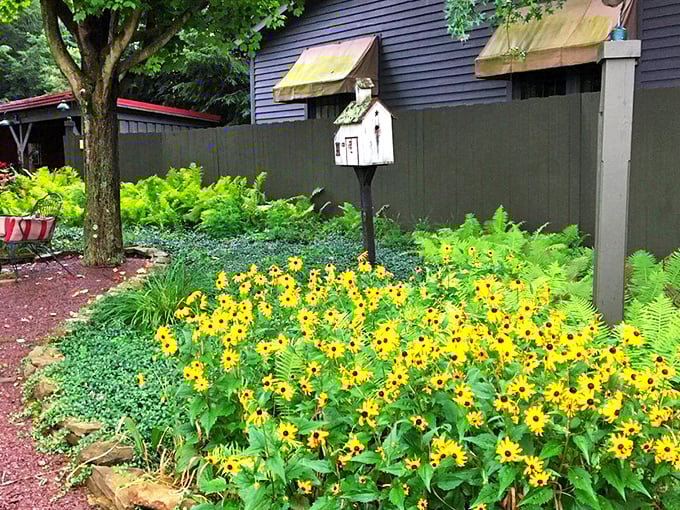 This cheerful garden proves that sometimes the most delightful spots are hidden in plain sight. Those black-eyed Susans are practically doing a happy dance!