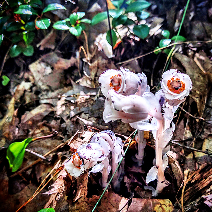 Ghost pipes emerge from the shadows. These ethereal, waxy white flowers contain no chlorophyll, instead stealing nutrients like nature's clever little thieves.