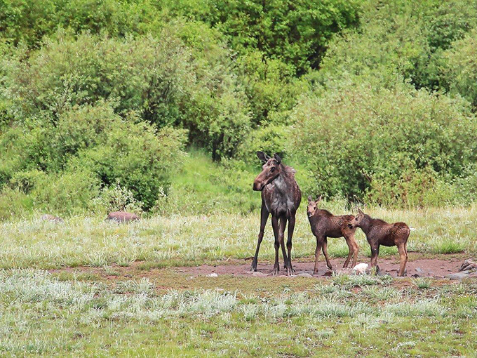 Nature's version of a family portrait: a moose and her calves pausing just long enough to remind us who really owns these mountains.