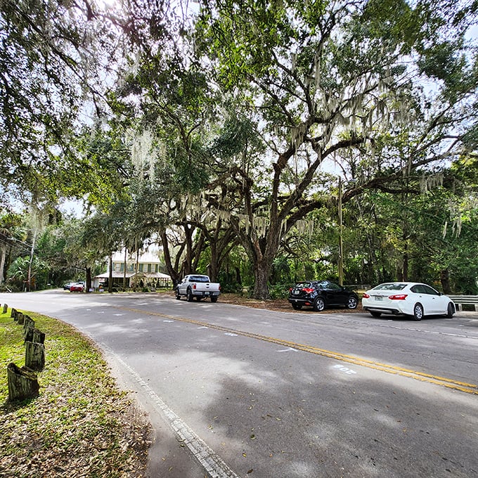 Massive oaks create natural archways over Micanopy's streets, their sprawling branches reaching across asphalt like old friends connecting across time. 