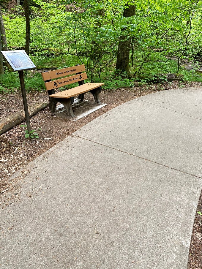 The perfect rest stop: a memorial bench placed precisely where you need it, as if someone with aching knees designed the trail layout.