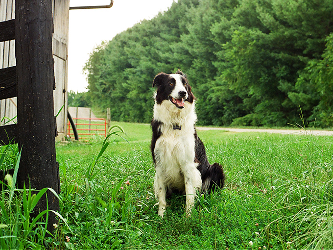 Every great winery needs a good boy to greet visitors. This border collie's smile says, "Welcome to paradise&mdash;I recommend the wine slushies."