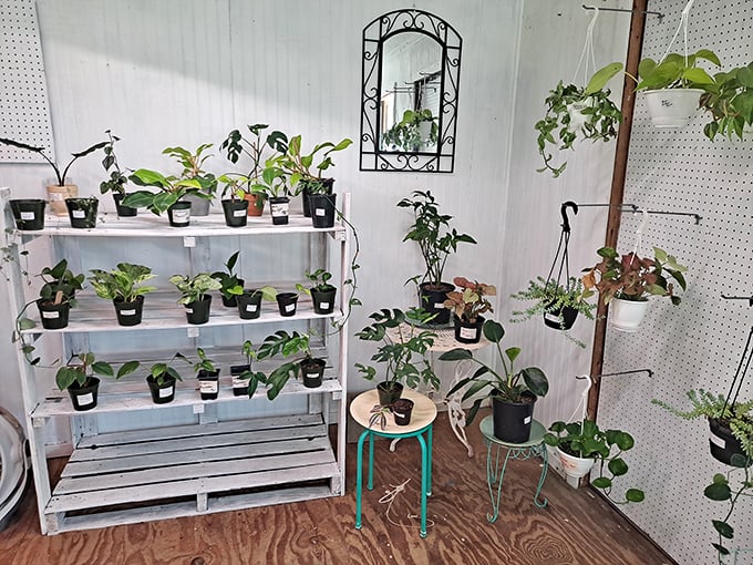 Plant parenthood starts here. These leafy babies are priced to adopt and ready to transform your home into an oxygen-rich sanctuary.