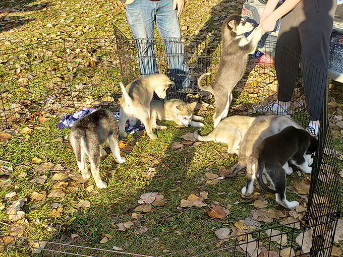 Puppy paradise! These fluffy companions remind us that sometimes the market's most precious treasures aren't for sale.