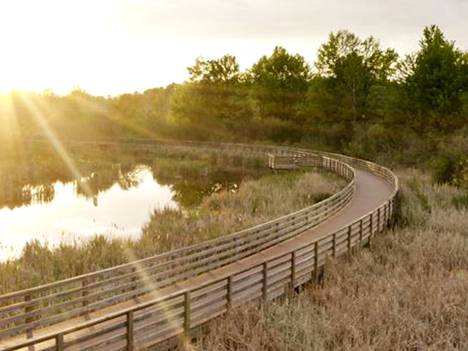 Springbrook Trail curves gracefully through wetlands &ndash; nature's perfect walking meditation where every turn reveals another reason to put the phone away.