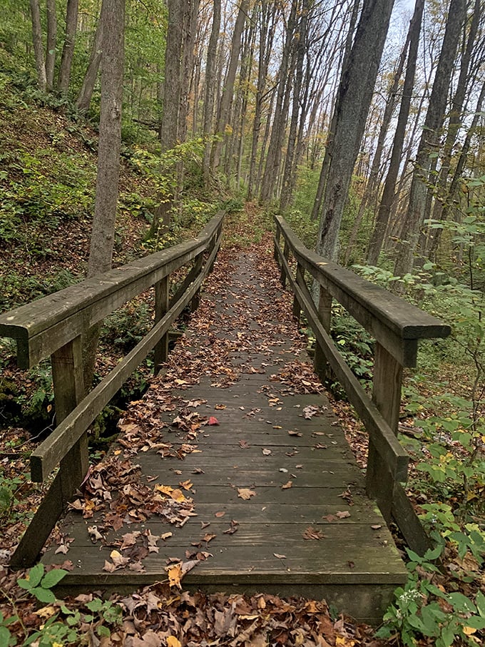 Wooden pathways guide you through the forest like nature's own yellow brick road, minus the munchkins but with plenty of squirrels providing commentary.