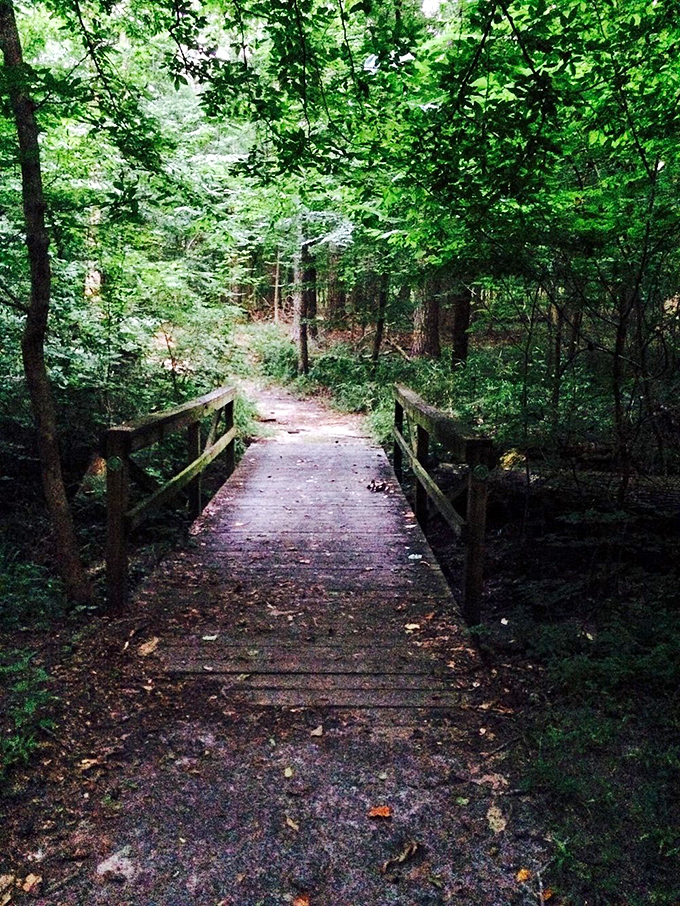 Not all who wander are lost, but on this serene woodland trail, getting temporarily misplaced might be the point.