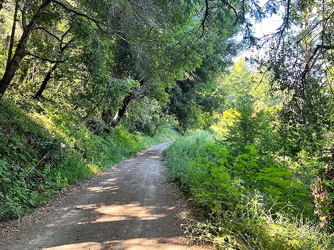 Standing beneath these towering redwoods makes you feel wonderfully insignificant. Sometimes perspective is the best souvenir you can bring home. 