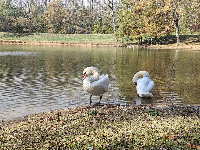 Even the local wildlife seems to understand New Harmony's contemplative vibe, posing thoughtfully by the water like they're waiting for their portrait to be painted.