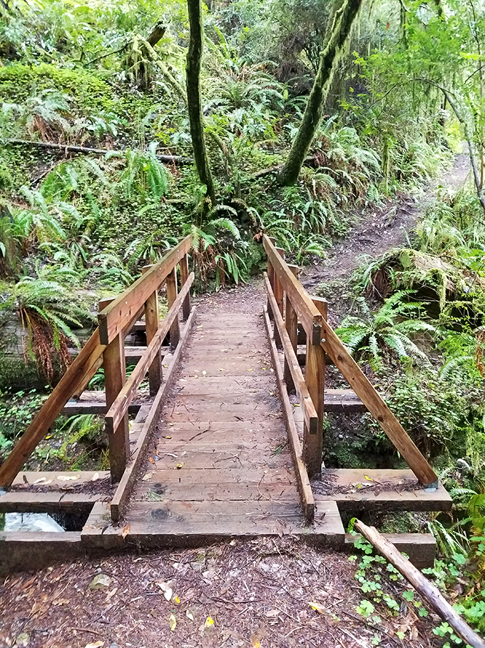 Wooden bridges leading to adventures that remind you why exploring never gets old.