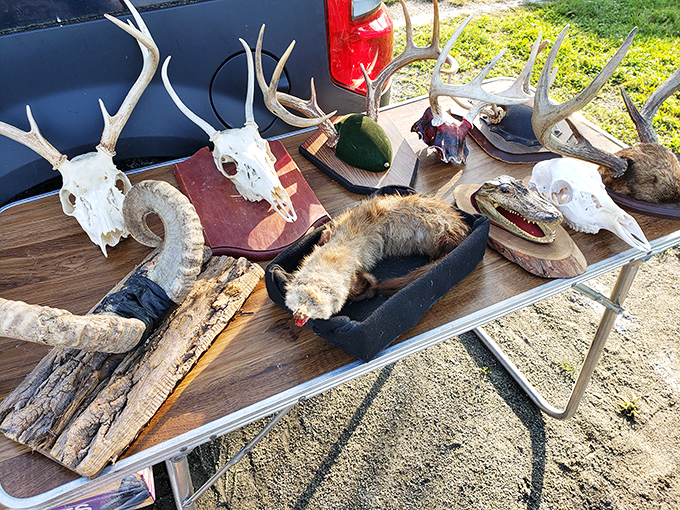 Nature's architecture displayed in antlers and skulls &ndash; conversation pieces that transform a wall from merely functional to fascinatingly primal.