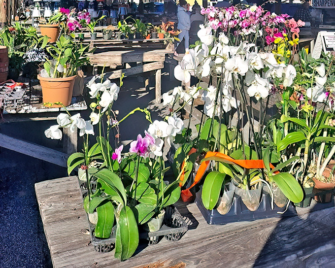Orchid oasis where delicate blooms create a tropical paradise. White and pink flowers stand tall like nature's own art installation amid the market hustle.