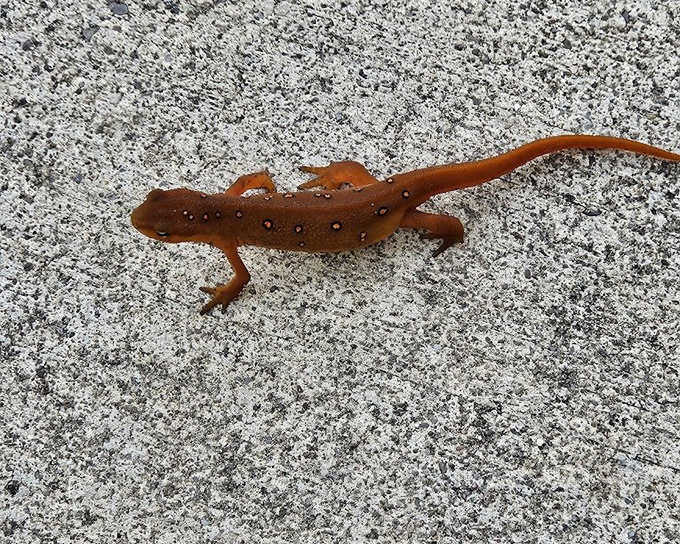 Meet one of Chapman's tiniest residents, sporting that distinctive orange hue that says, "Yes, I'm fabulous, and I know exactly where I'm going."