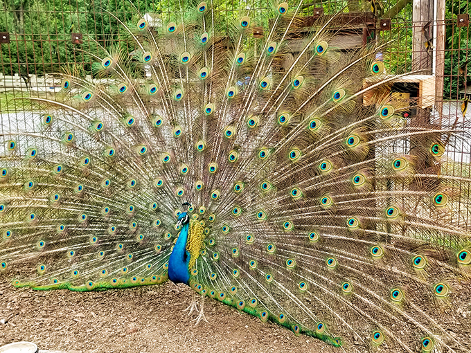 Even the peacocks strut with extra flair here, as if they know they're part of a place where natural beauty takes center stage.