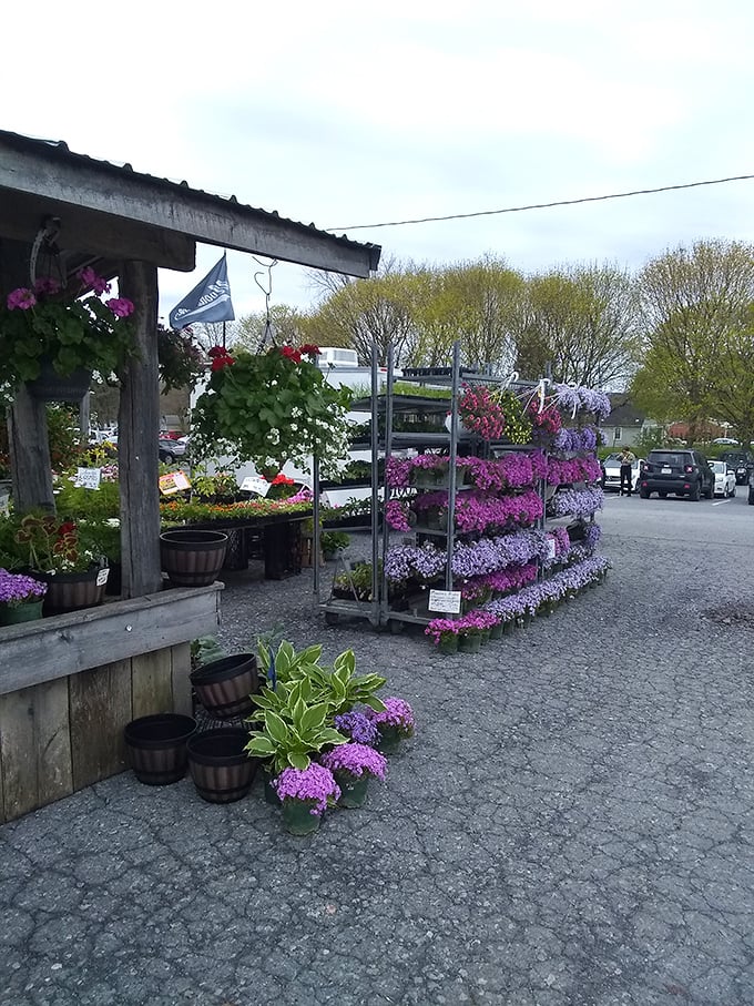 Spring brings an explosion of color to the plant section, where your garden dreams begin with "I'll just buy one" and end with a carful.